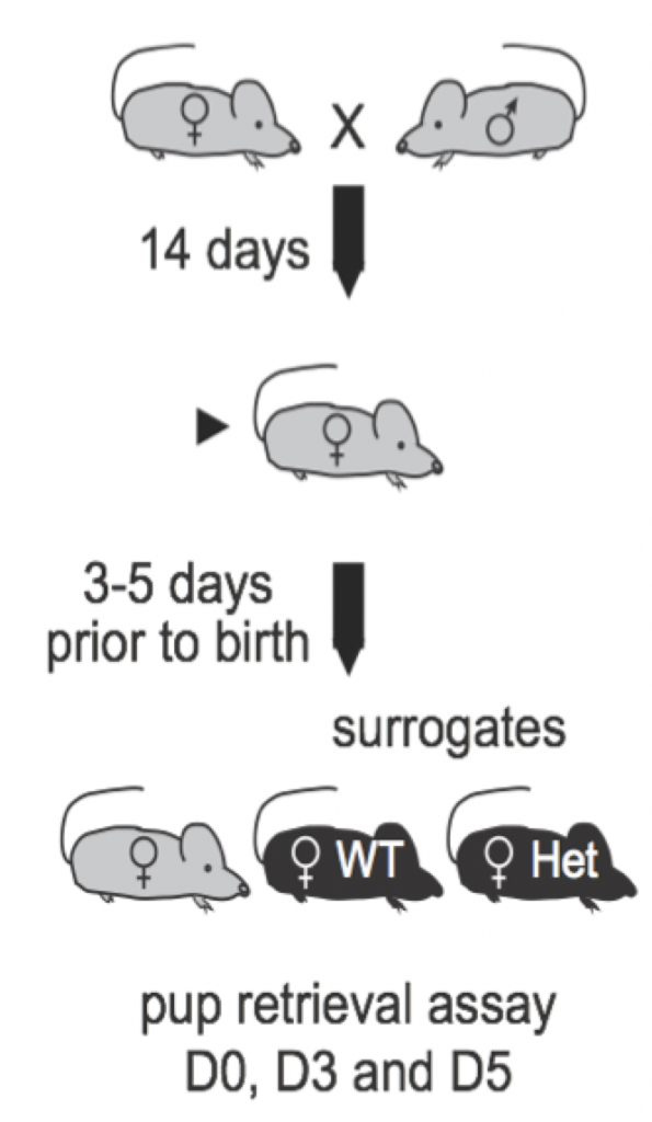 Maternal Behavior | Krishnan Lab
