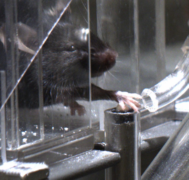 Motor Behavior | Krishnan Lab